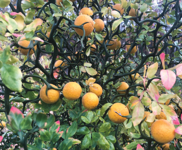 Hardy Orange: Tending the Flying Dragon Tree - Grit